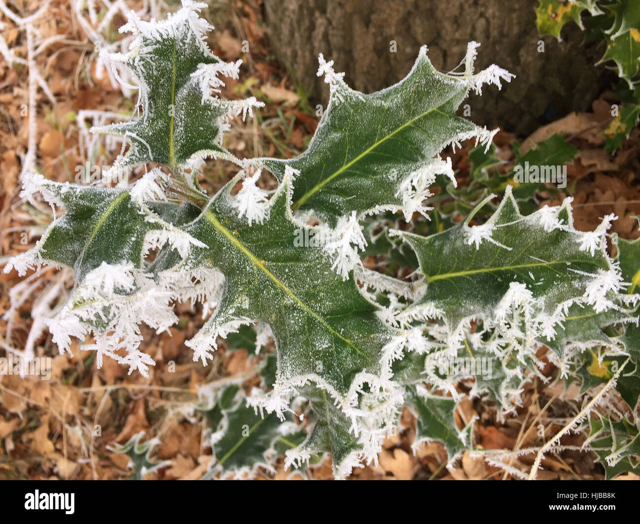 Frozen holly in Richmond Park in south west London, as dense fog caused ...