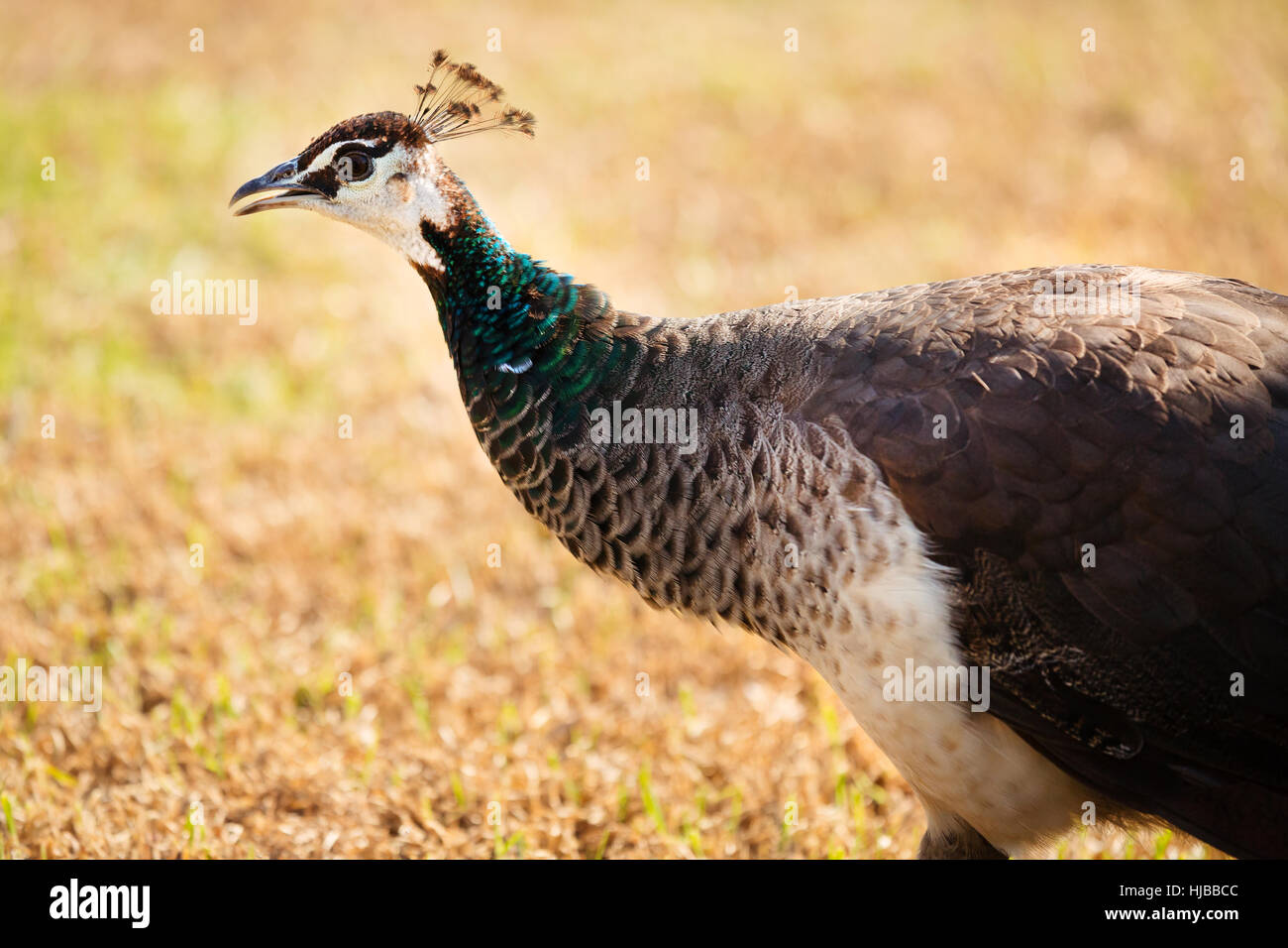 Daytime side view of a peacock Stock Photo - Alamy