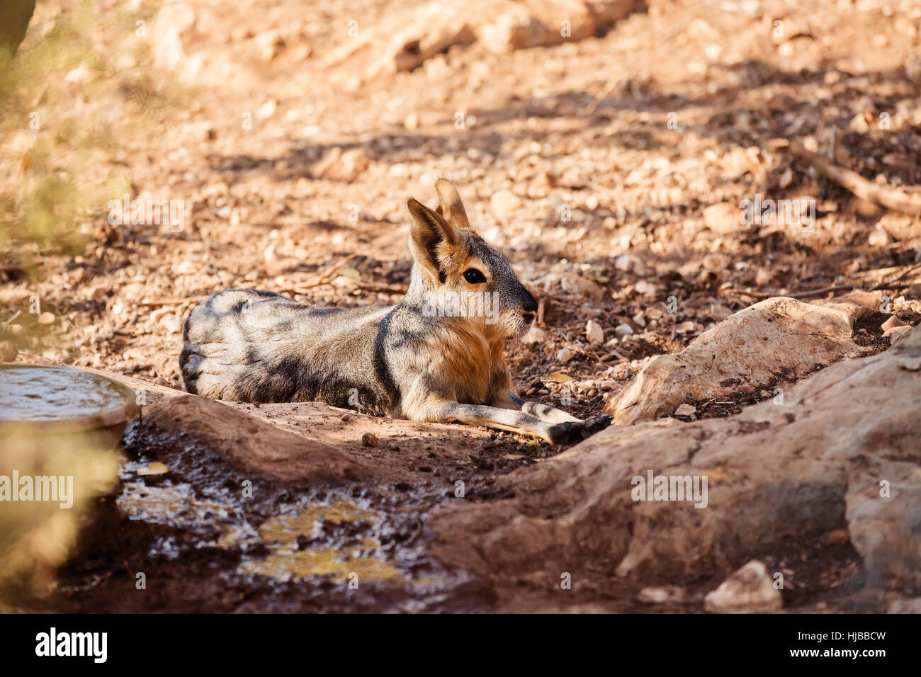 Large rodent hi-res stock photography and images - Alamy