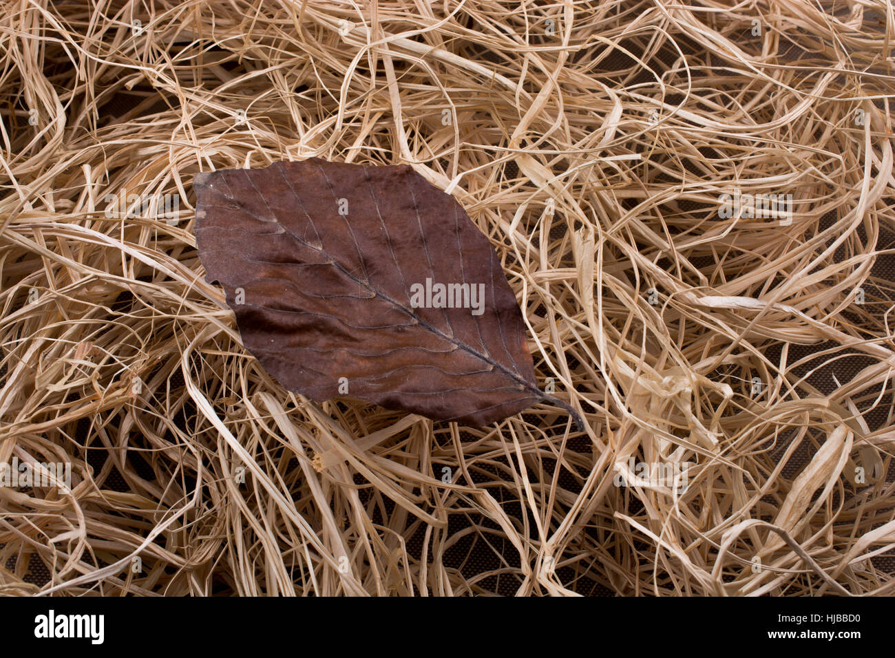Beautiful dry autumn leaf placed on a straw background Stock Photo - Alamy