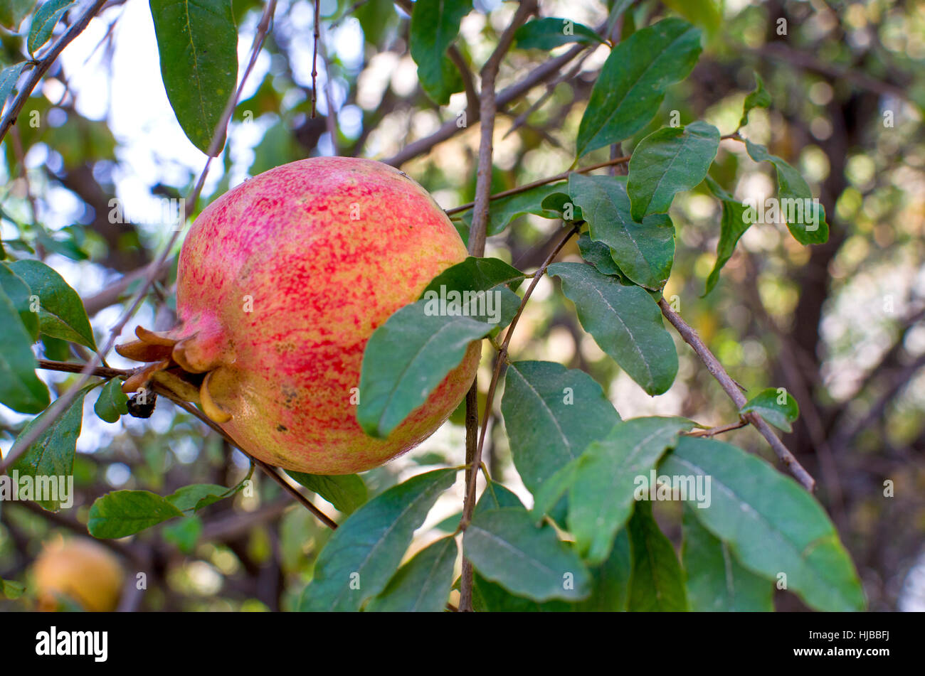 landscape of the nature of a fruit tree of grenades, landscape, the ...