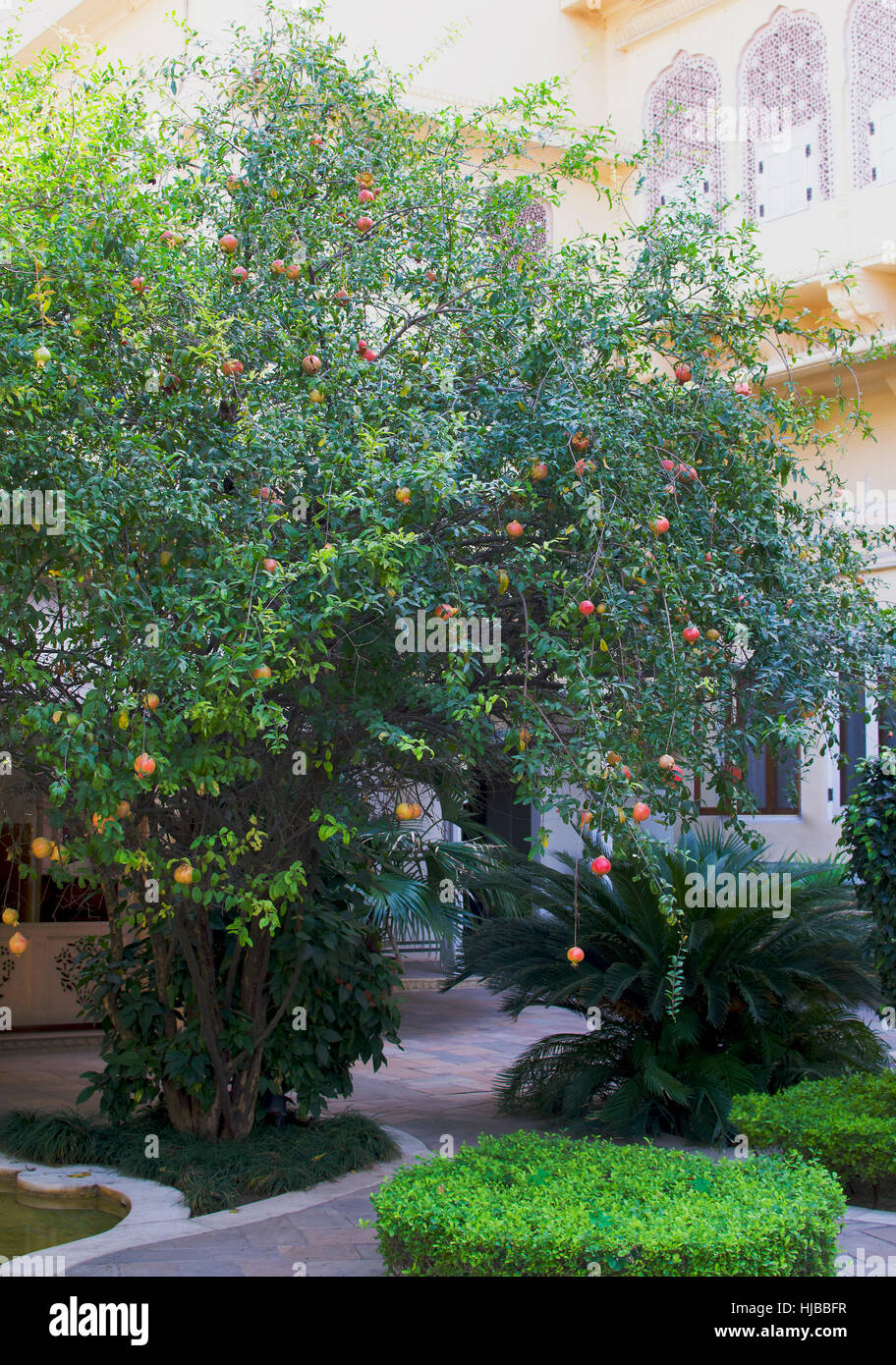 landscape of the nature of a fruit tree of grenades, landscape, the ...