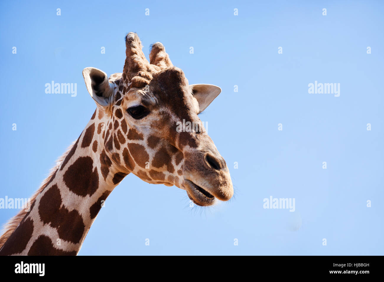 Close Up of an African Giraffe Shot at Daytime Stock Photo - Alamy