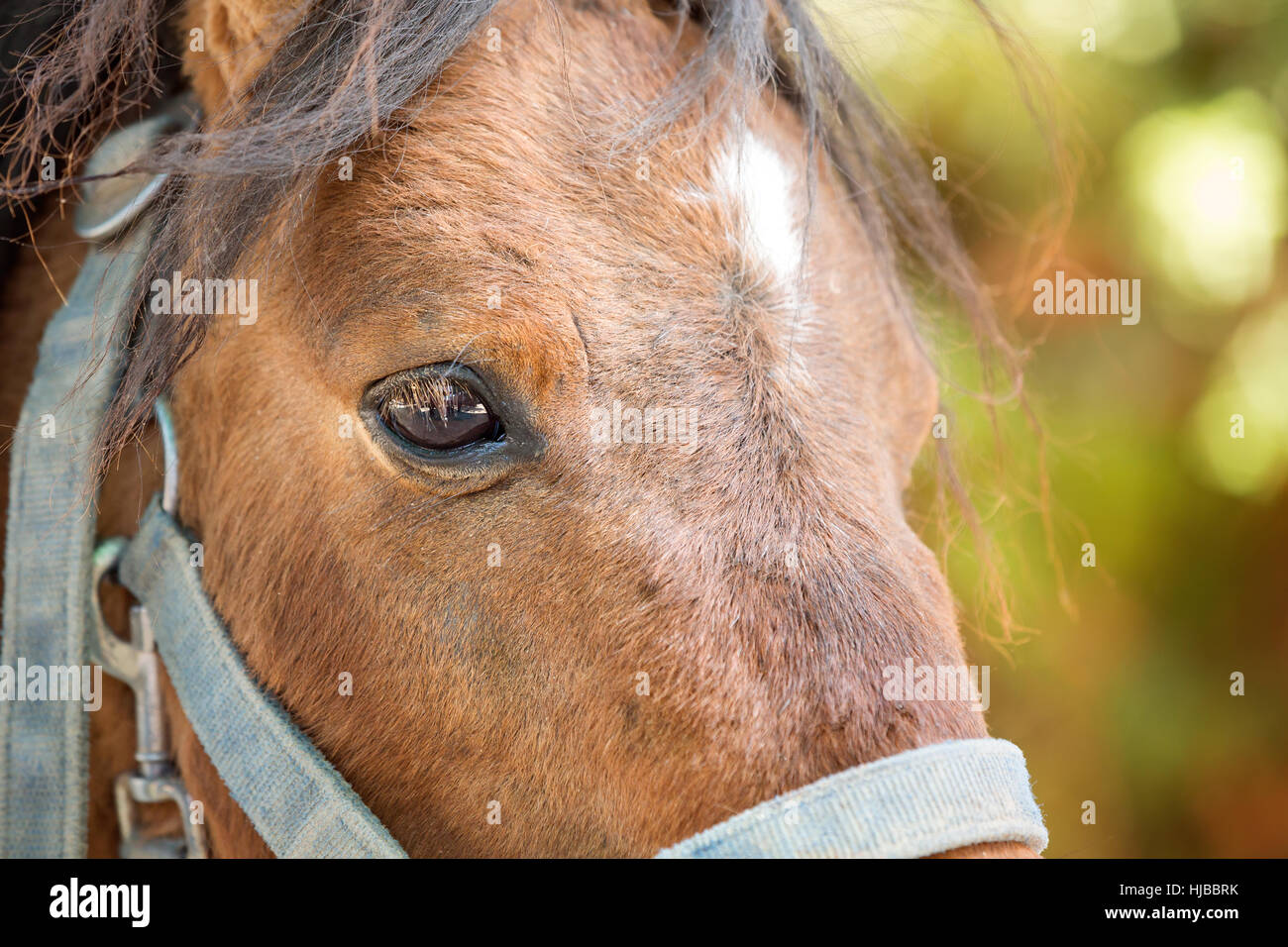 Stallion head hi-res stock photography and images - Alamy
