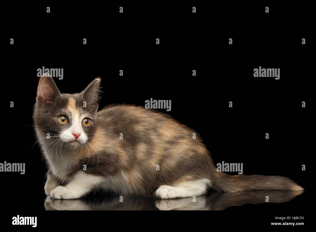 Ginger kitty on isolated black background Stock Photo - Alamy