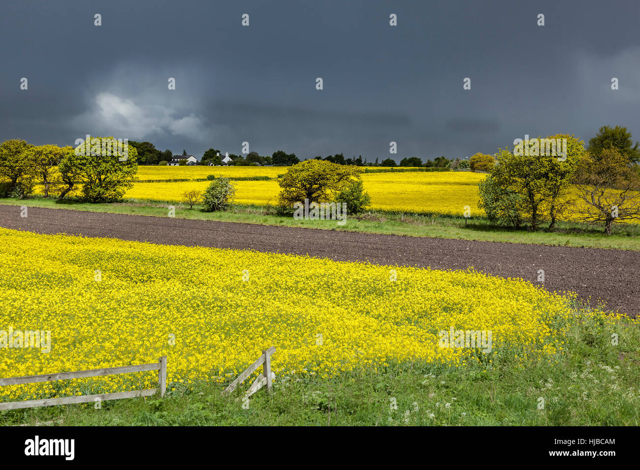Yellow rapeseed fields in a thunderstorm black skies Stock Photo - Alamy