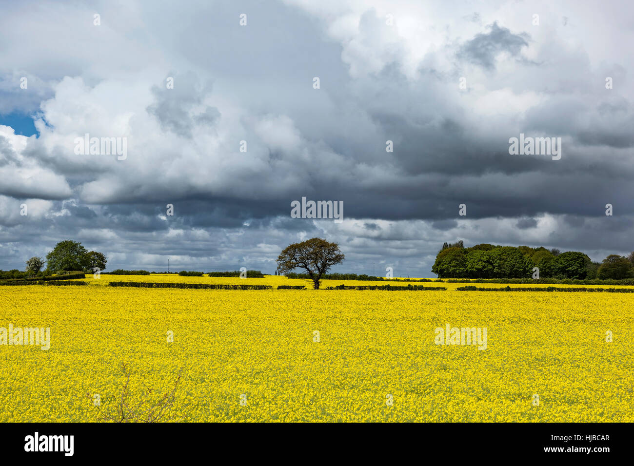 Yellow rapeseed fields in a thunderstorm black skies Stock Photo - Alamy