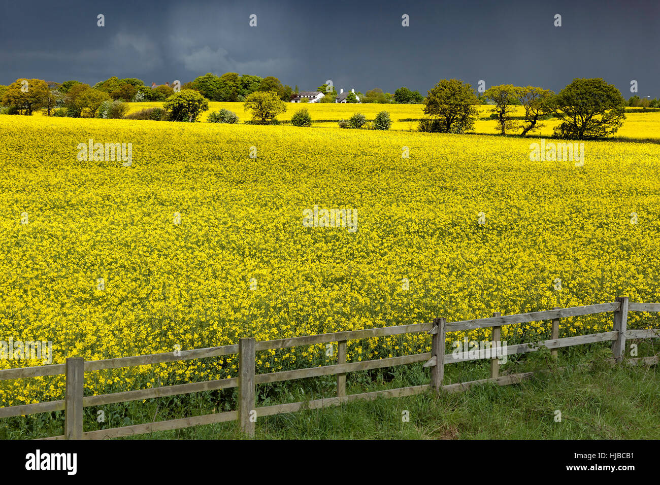 Yellow rapeseed fields in a thunderstorm black skies Stock Photo - Alamy