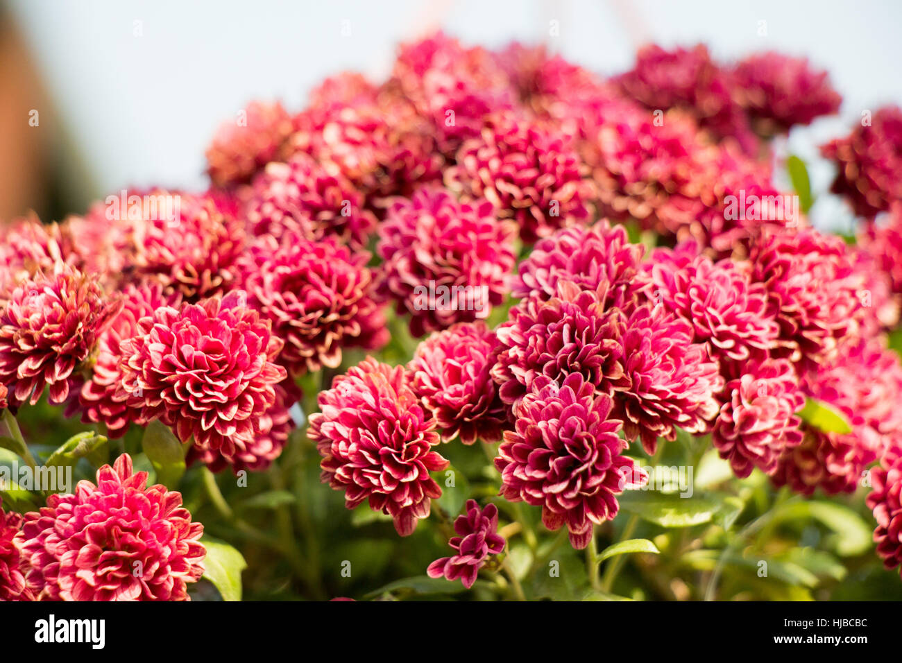 Beautiful fresh flowers as a nature background Stock Photo - Alamy