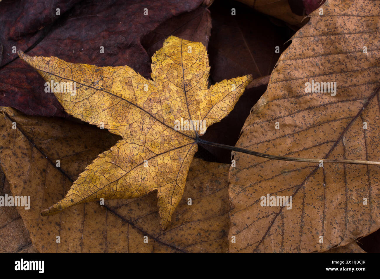 Beautiful dry leaves as an autumn background Stock Photo - Alamy