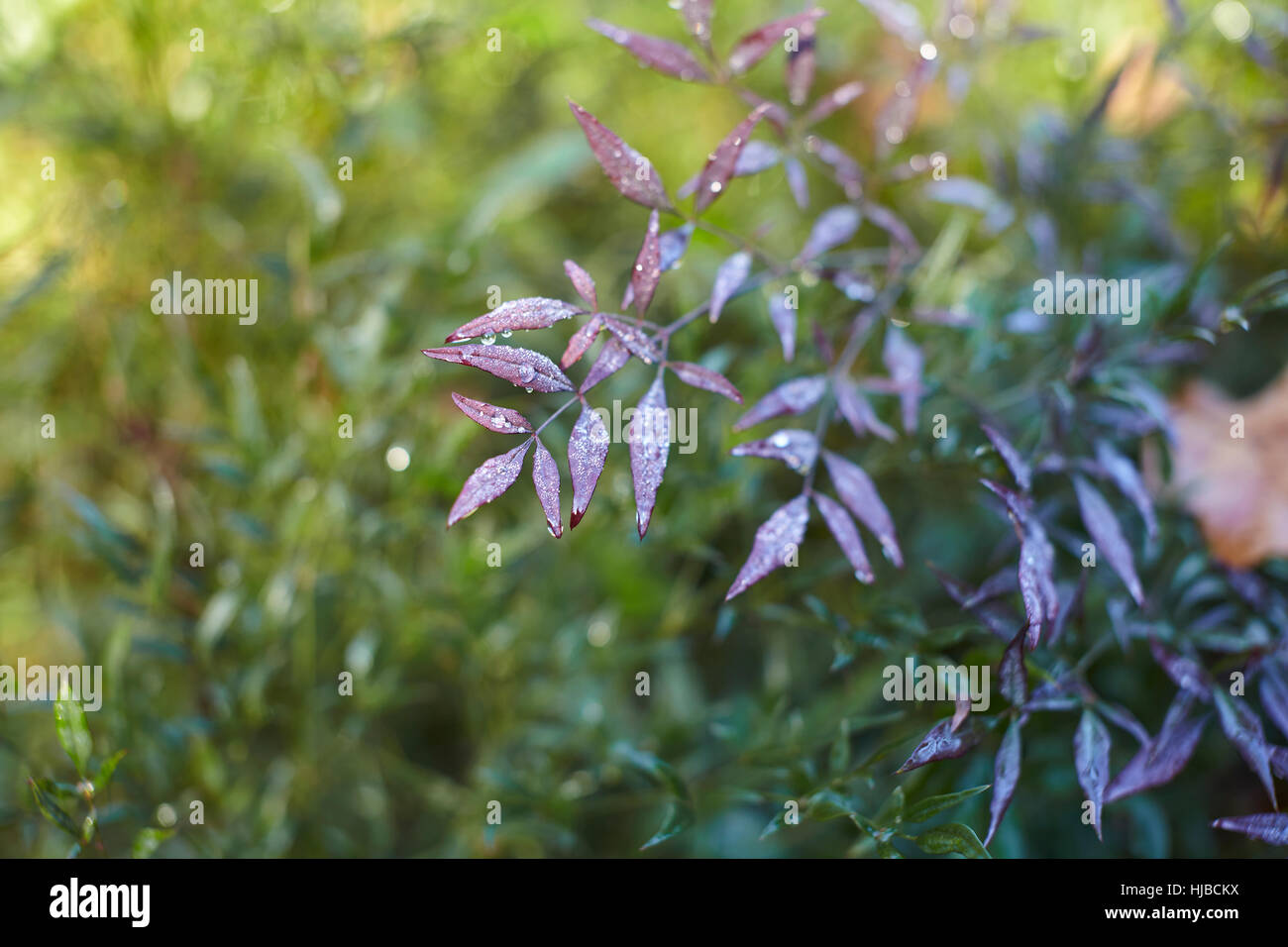 dewy plants in Kew Gardens Stock Photo - Alamy
