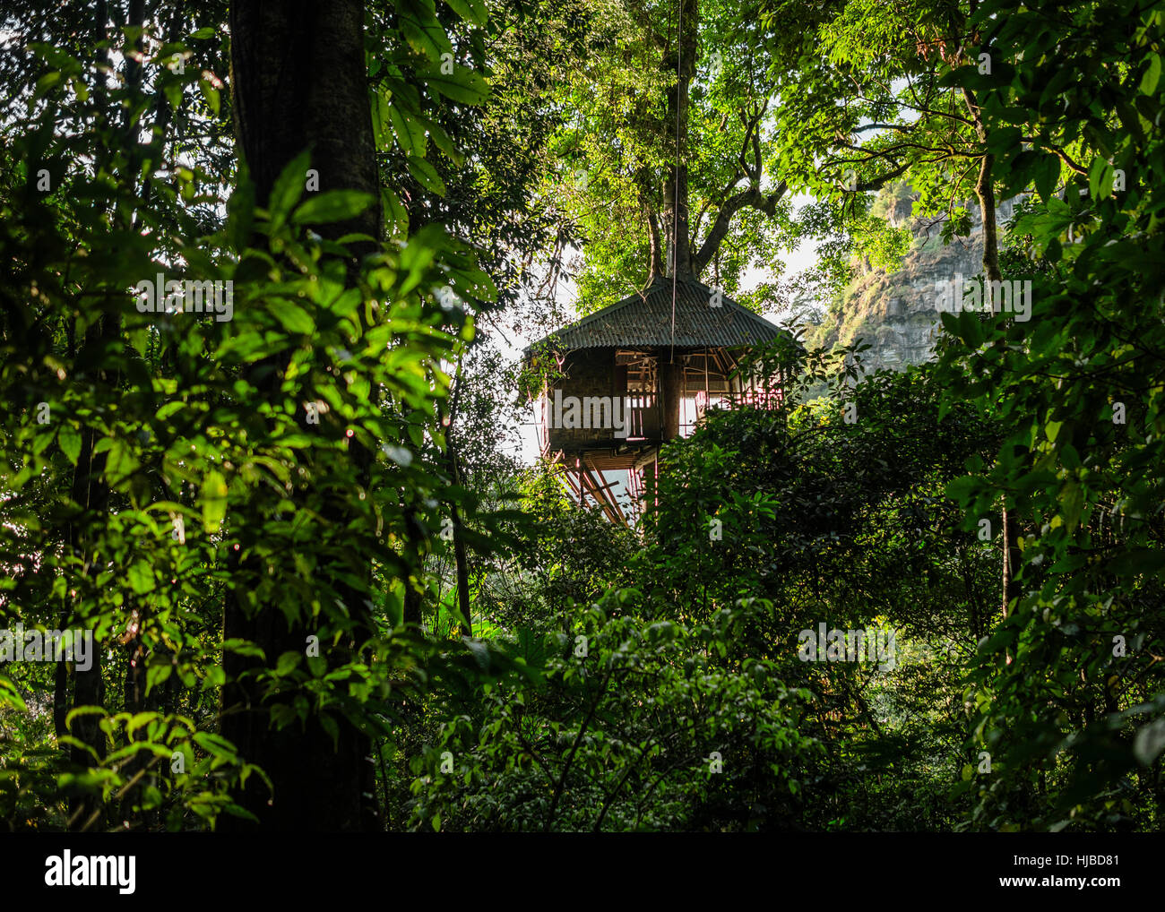 Treehouse, Ban Nongluang National Park, Champassak province, Paksong ...