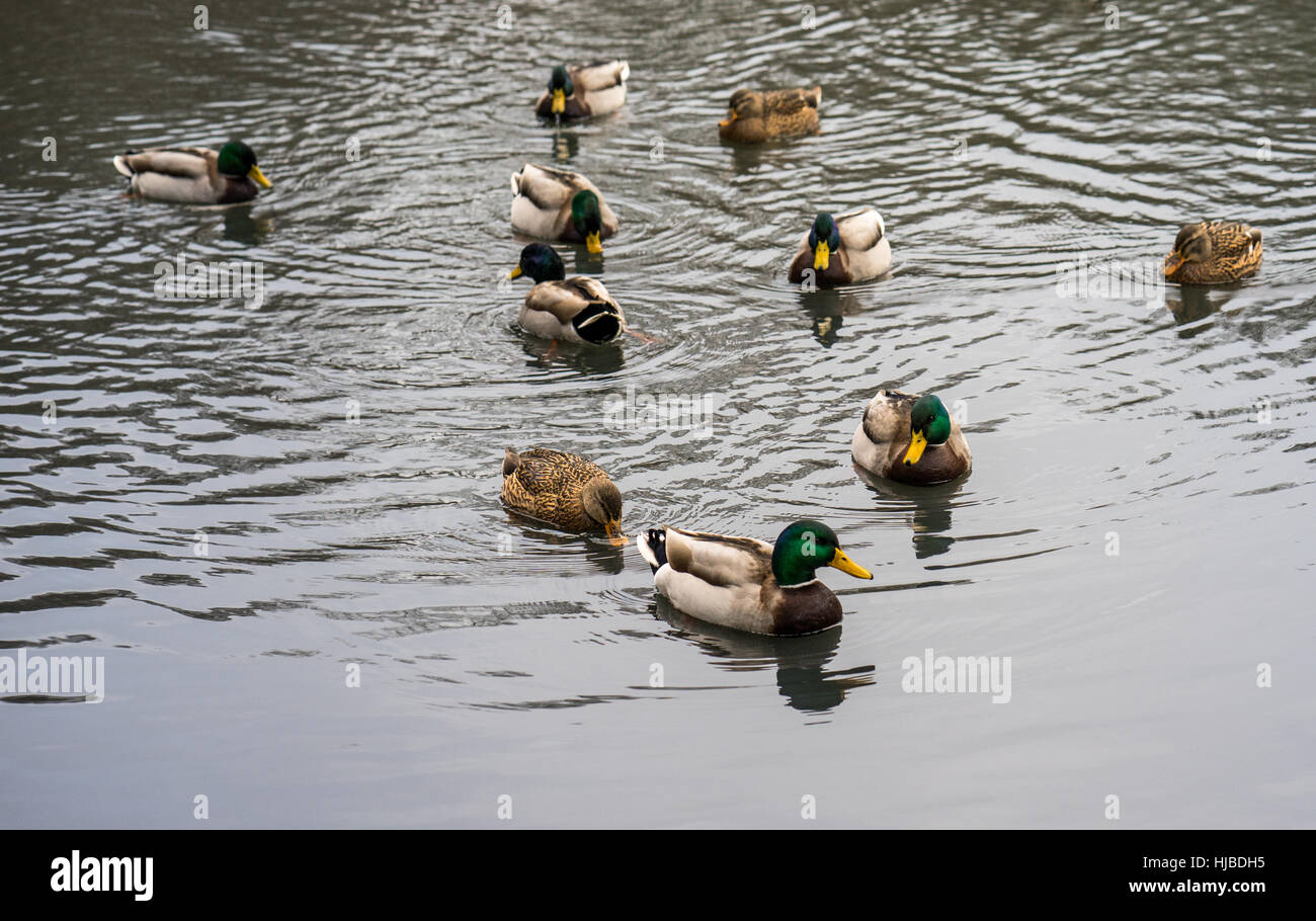 Natural beauty flock ducks hi-res stock photography and images - Alamy