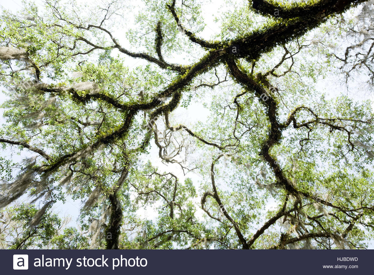 Angle Oak Tree Stock Photos & Angle Oak Tree Stock Images - Alamy