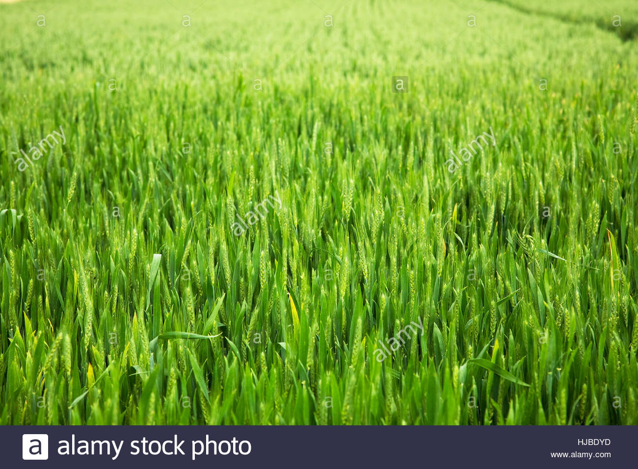 Barley Growing Stock Photos & Barley Growing Stock Images - Alamy