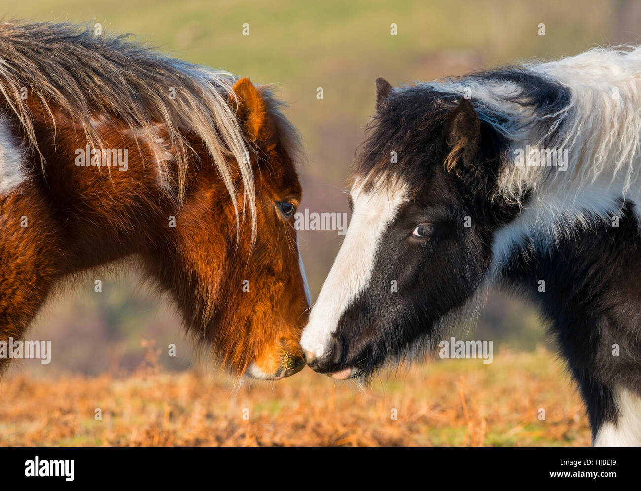 Two wild ponies in winter sunshine on Hopesay Common in Shropshire ...