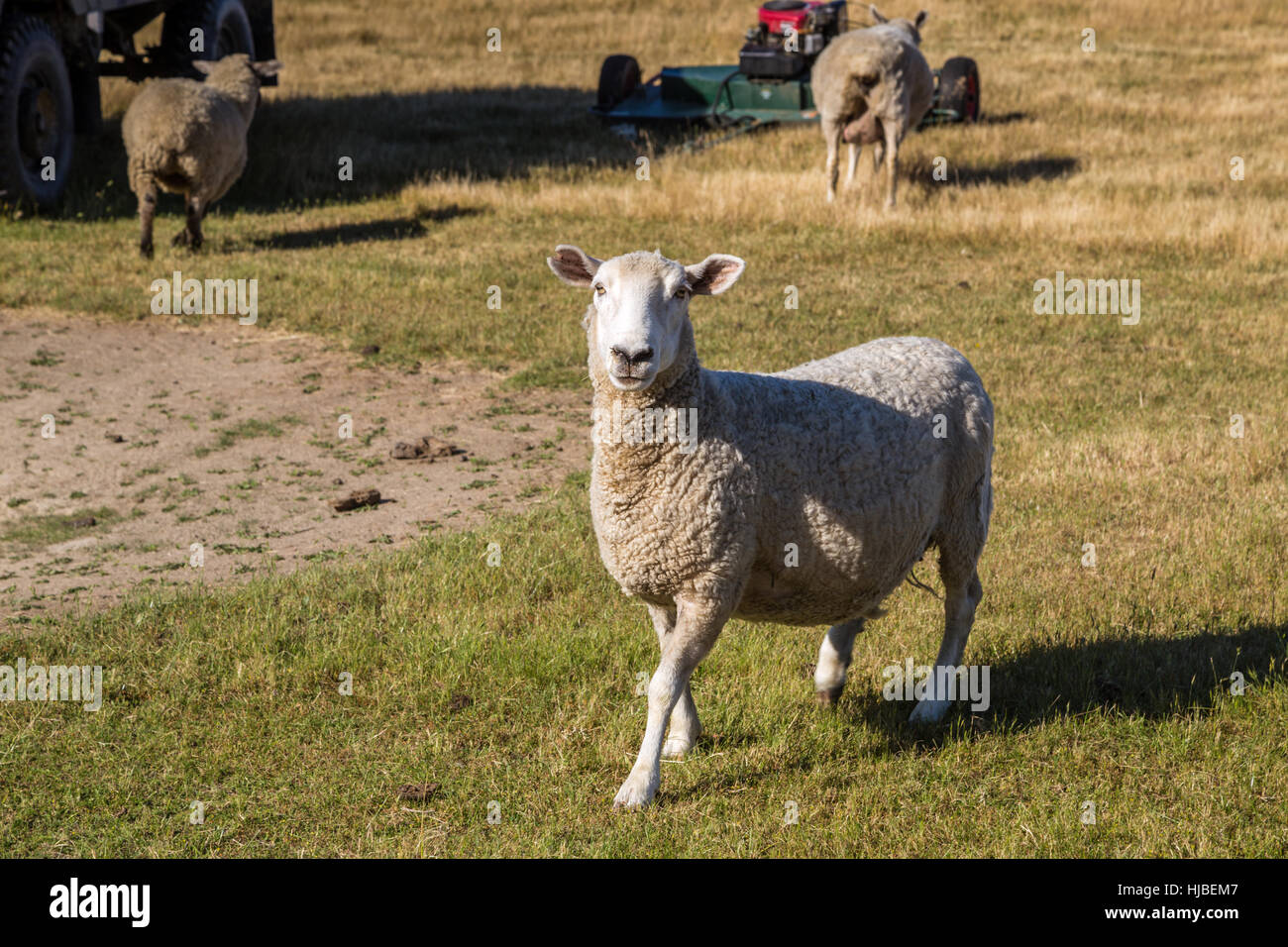 Sheep on the paddock field in New Zealand. Farm animals Stock Photo - Alamy