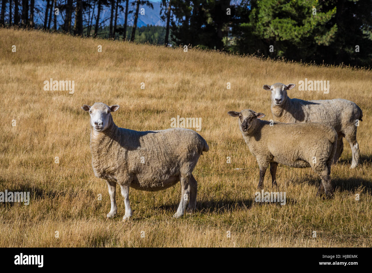 Sheep on the paddock field in New Zealand. Farm animals Stock Photo - Alamy