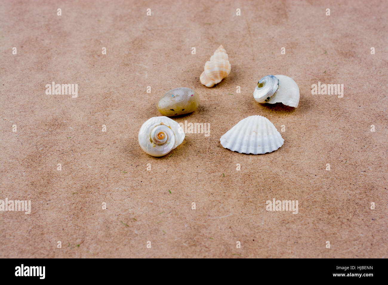 Various types of little seashells on brown background Stock Photo - Alamy
