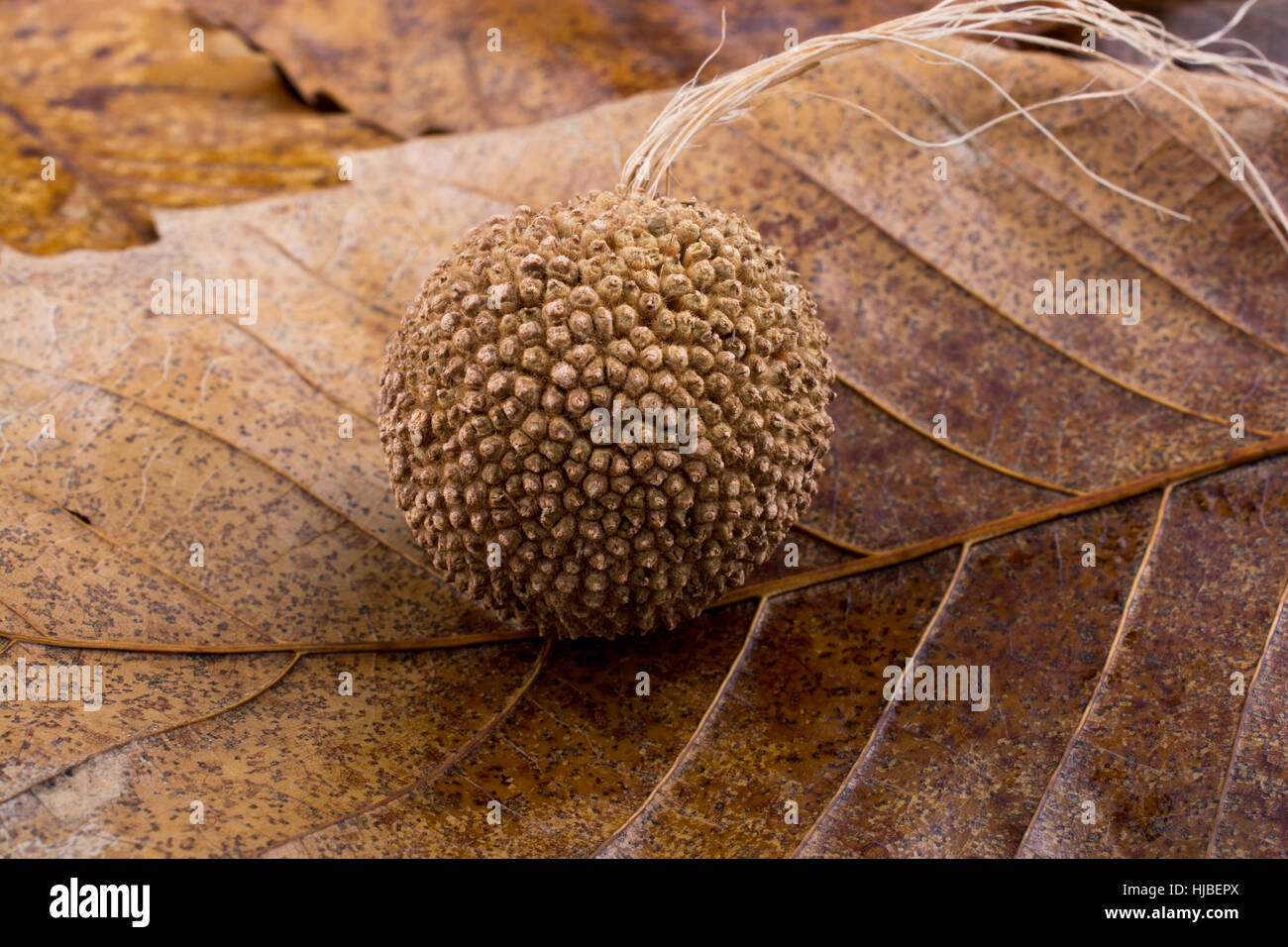 Brown color pod capsule on a dry leaf as an autumn background Stock ...