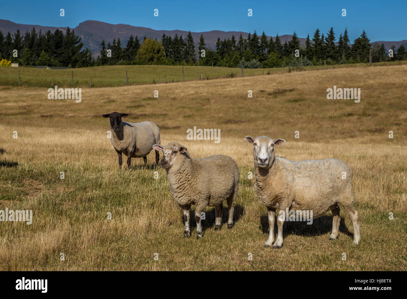 Sheep on the paddock field in New Zealand. Farm animals Stock Photo - Alamy