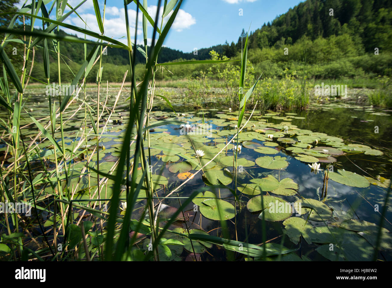 Artistic peaceful calm lush vegetation hi-res stock photography and ...