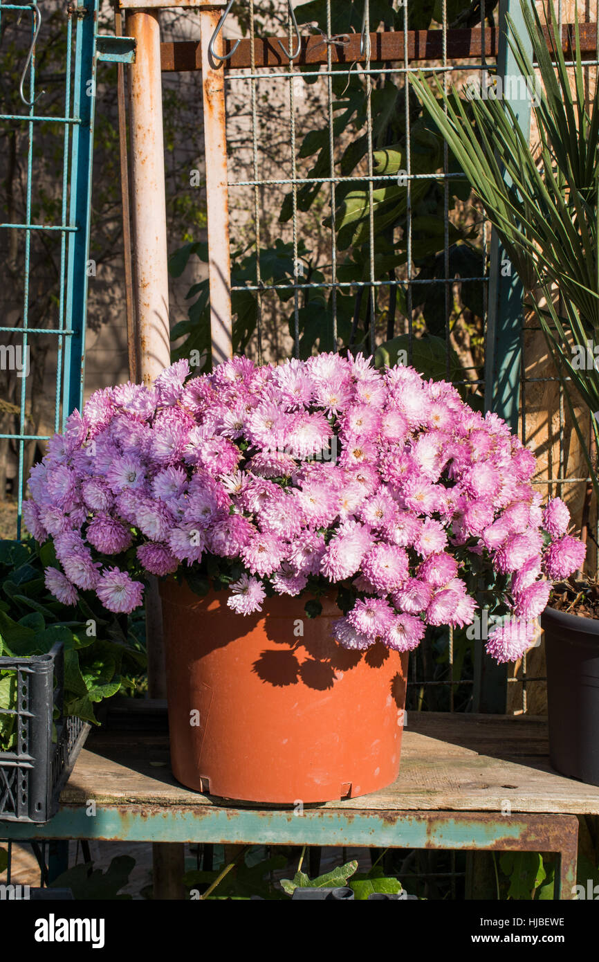 The Flower pot with beautiful flowers in it Stock Photo - Alamy