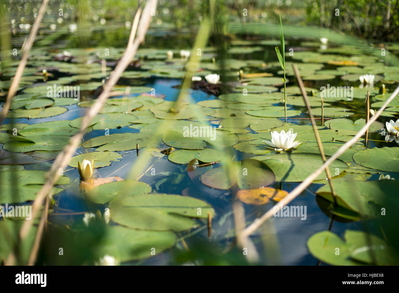 lush swamp vegetation Stock Photo - Alamy