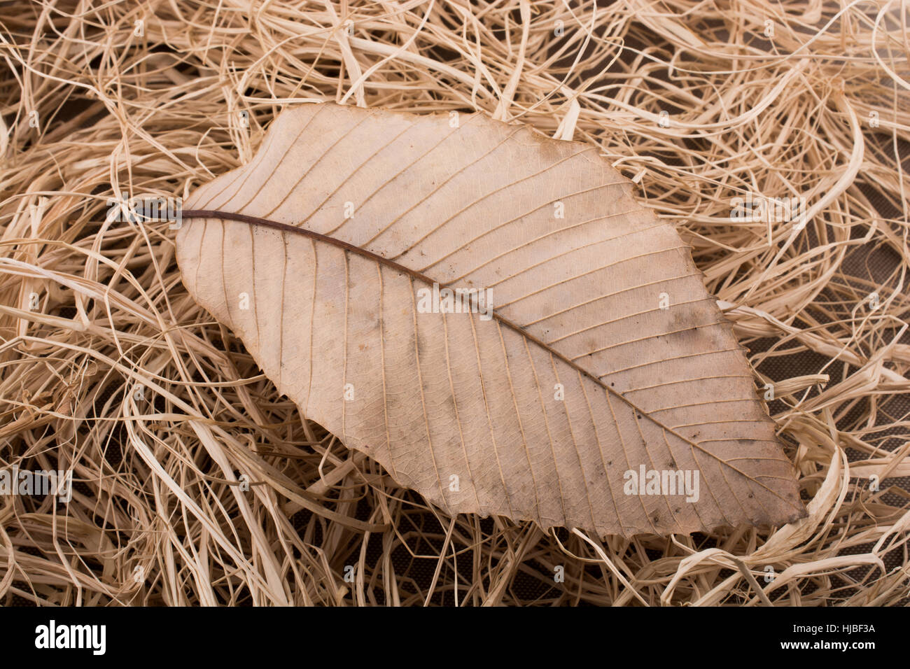 Beautiful dry autumn leaf placed on a straw background Stock Photo - Alamy