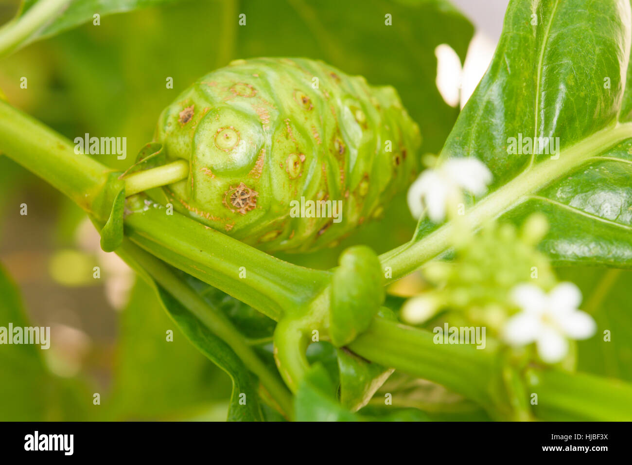 Noni tree hi-res stock photography and images - Alamy