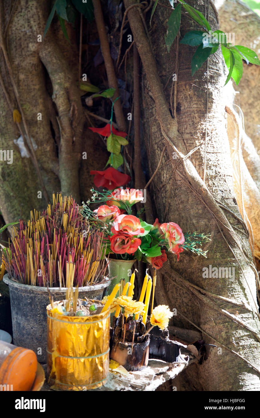 Incense tree hi-res stock photography and images - Alamy