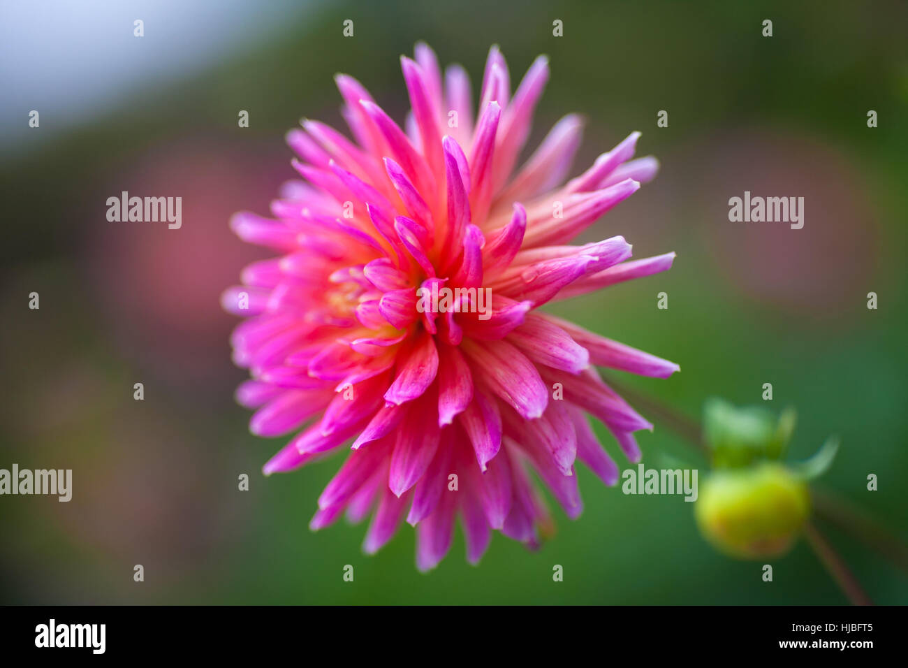 Full bloom dahlia hi-res stock photography and images - Alamy