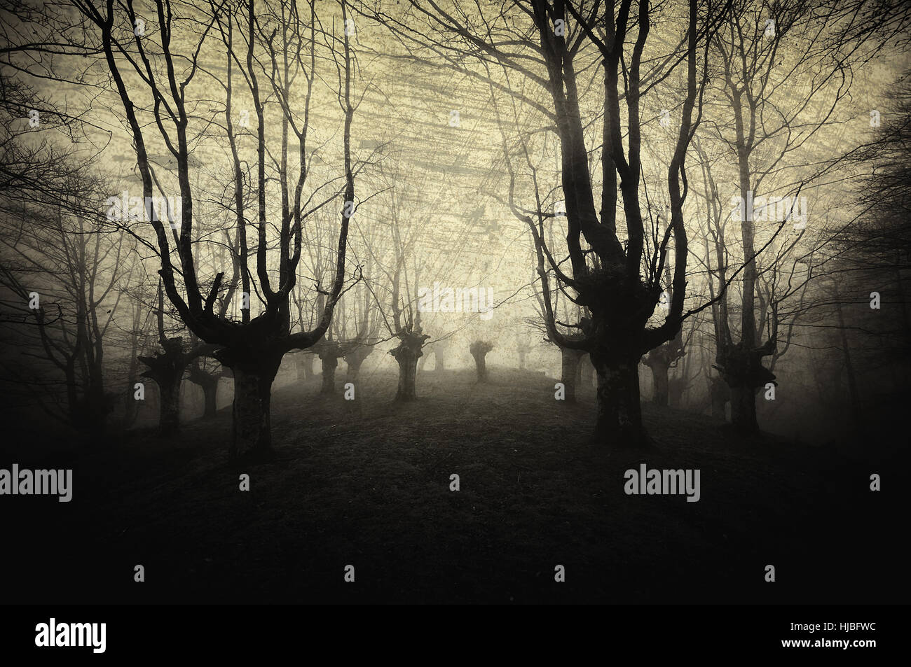 Scary forest hi-res stock photography and images - Alamy