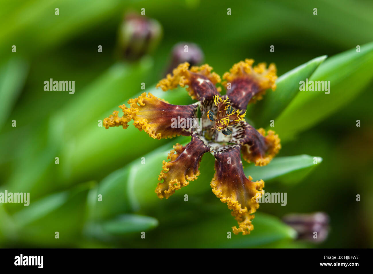 Ferraria foliosa hi-res stock photography and images - Alamy