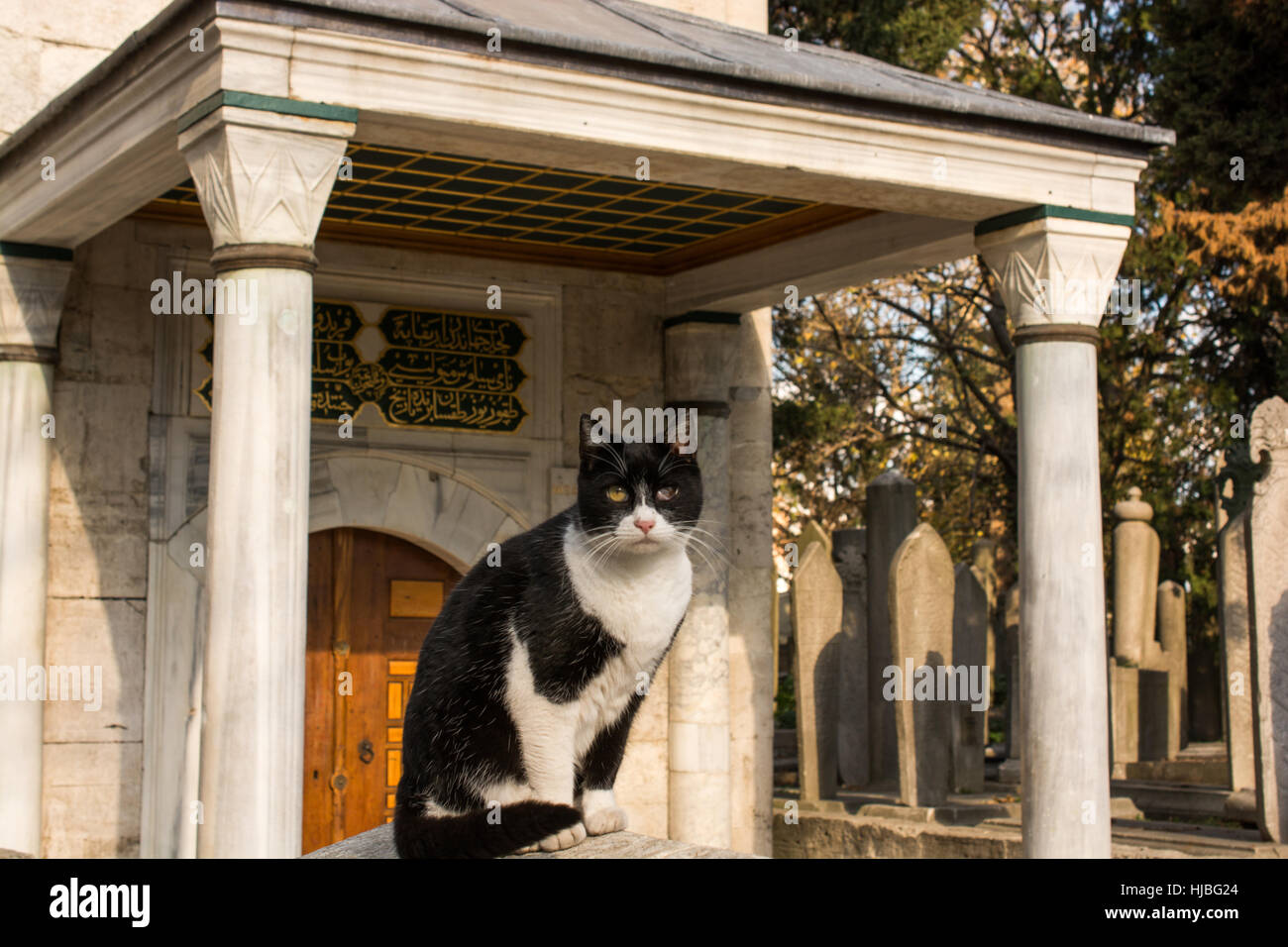 Another portrait of the homeless street cat Stock Photo - Alamy