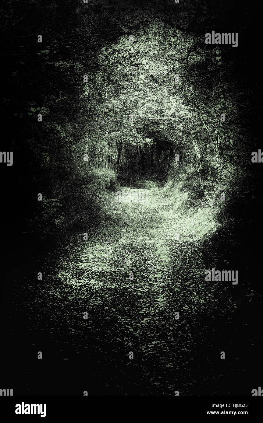 scary path in the dark forest Stock Photo - Alamy