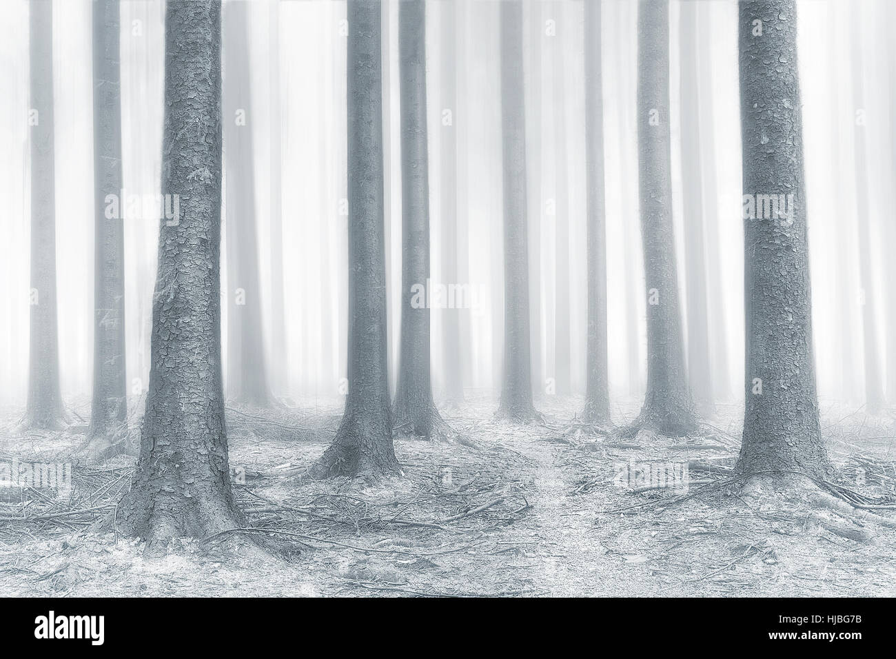 Beautiful bright forest with fog Stock Photo - Alamy