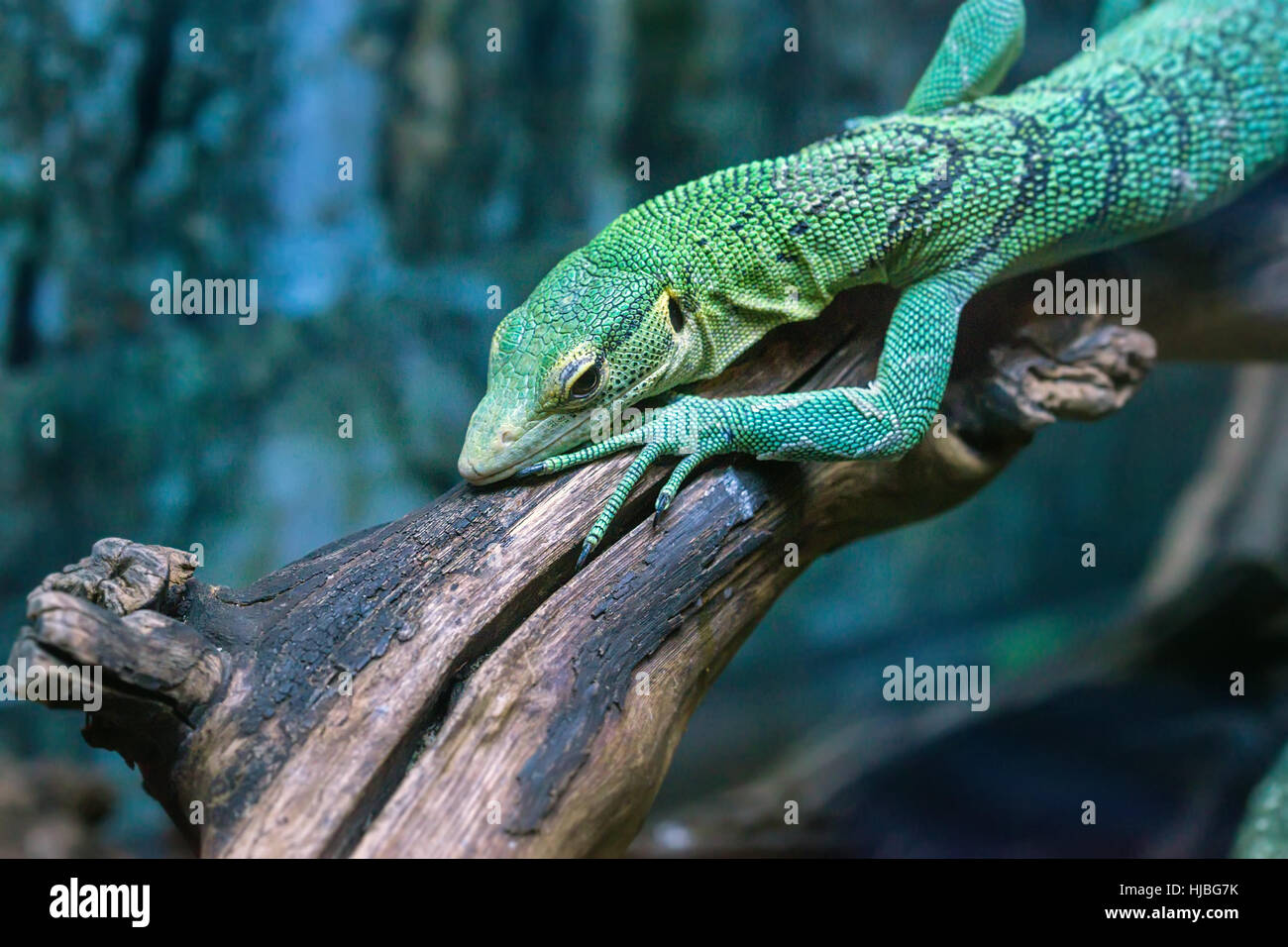 Emerald tree monitor Stock Photo - Alamy