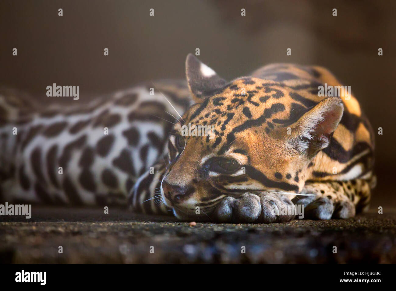 Ocelot or Leopardus pardalis Stock Photo - Alamy