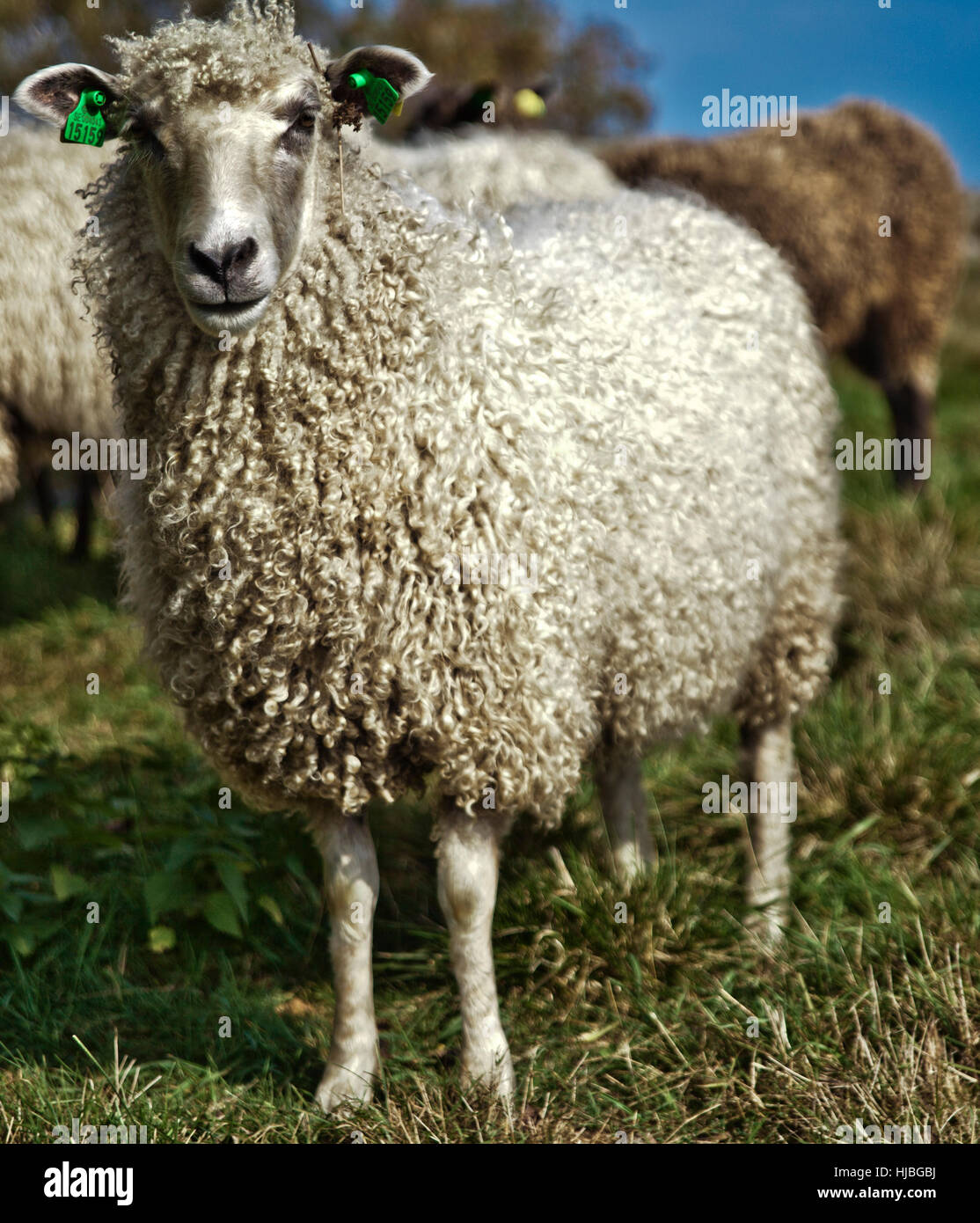 Sheepish sheep in meadow Stock Photo - Alamy