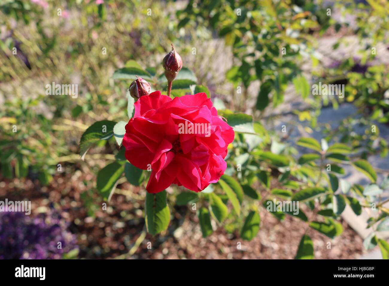 Fully bloomed red rose hi-res stock photography and images - Alamy