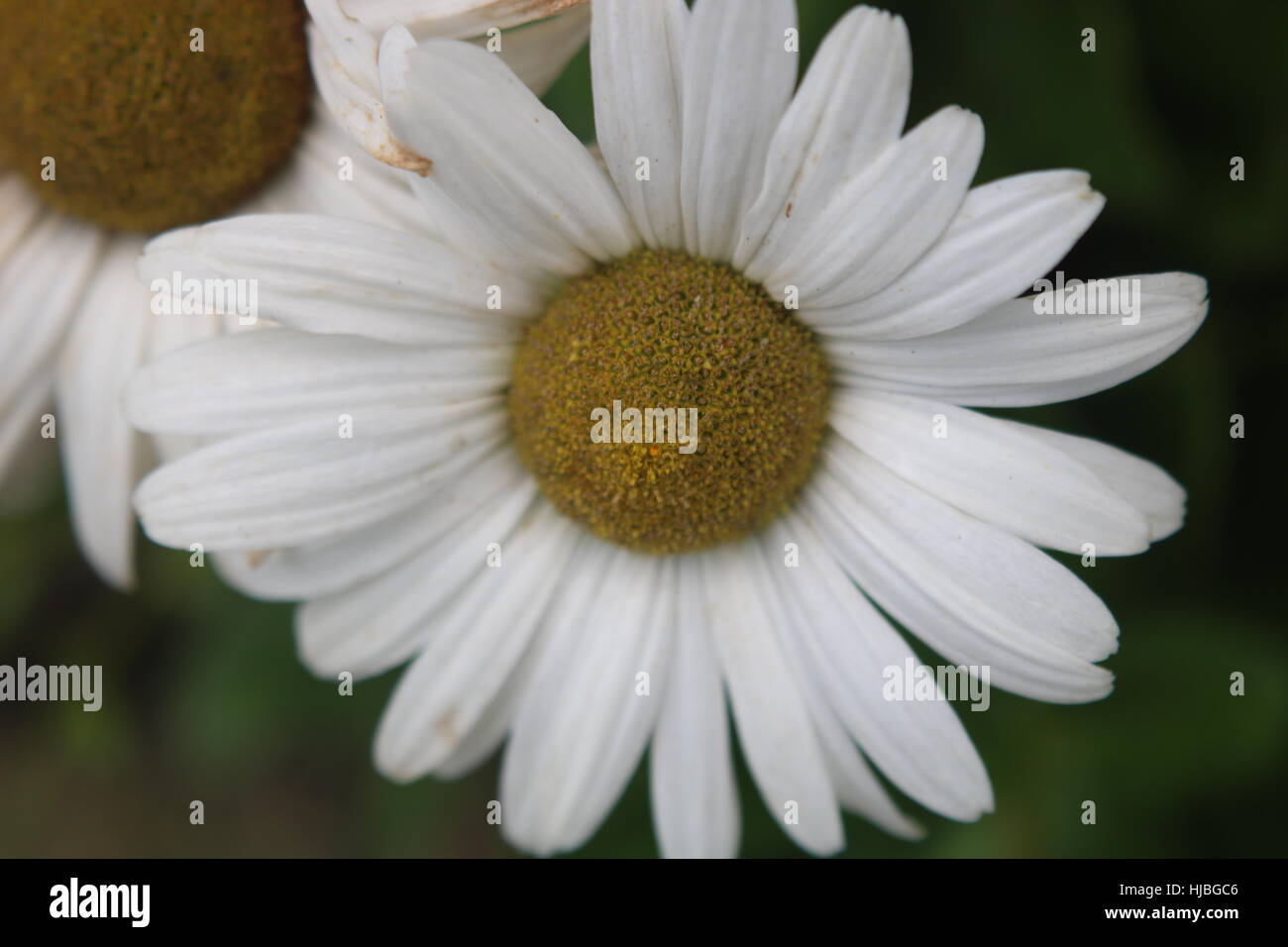 Close up Daisy Stock Photo - Alamy