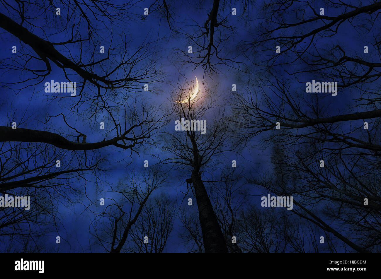 horror forest with moon at night Stock Photo - Alamy