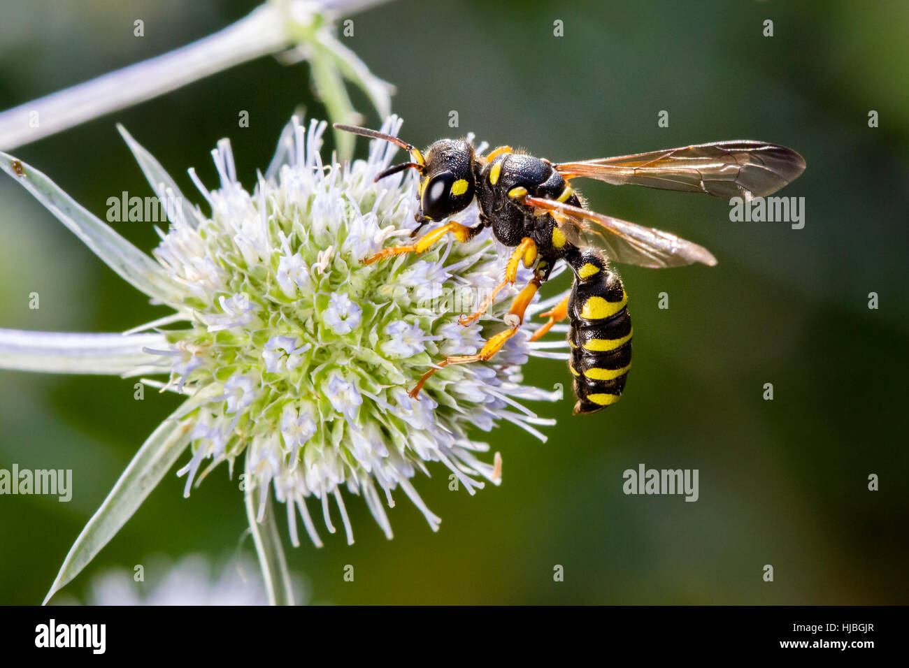 Beautiful shot garden well hi-res stock photography and images - Alamy