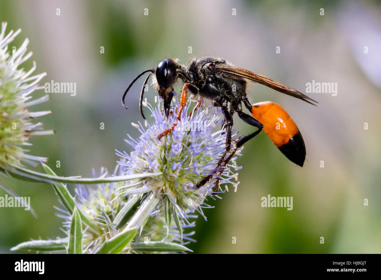 Sphex rufocinctus hi-res stock photography and images - Alamy
