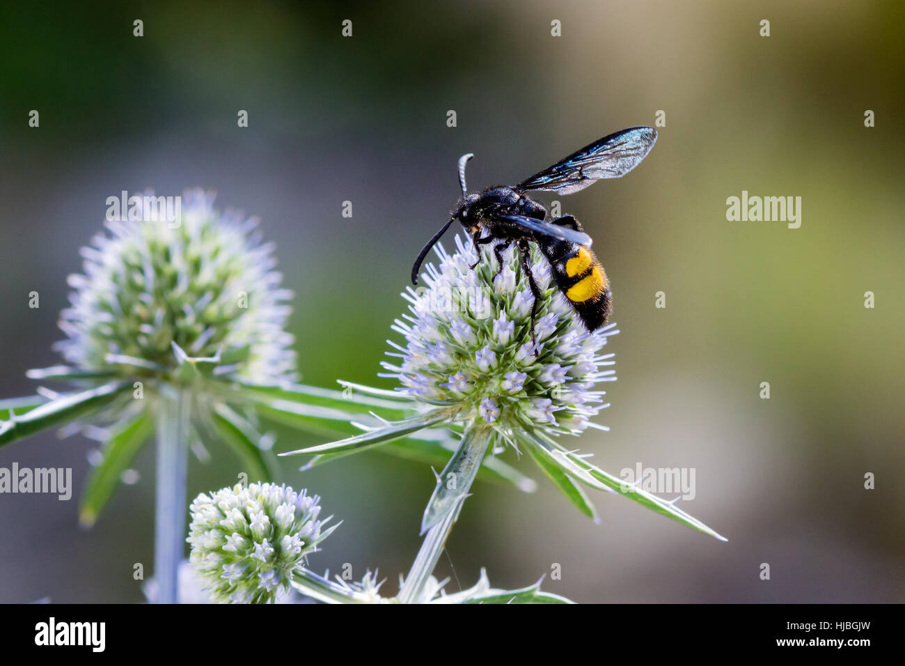 Beautiful shot garden well hi-res stock photography and images - Alamy