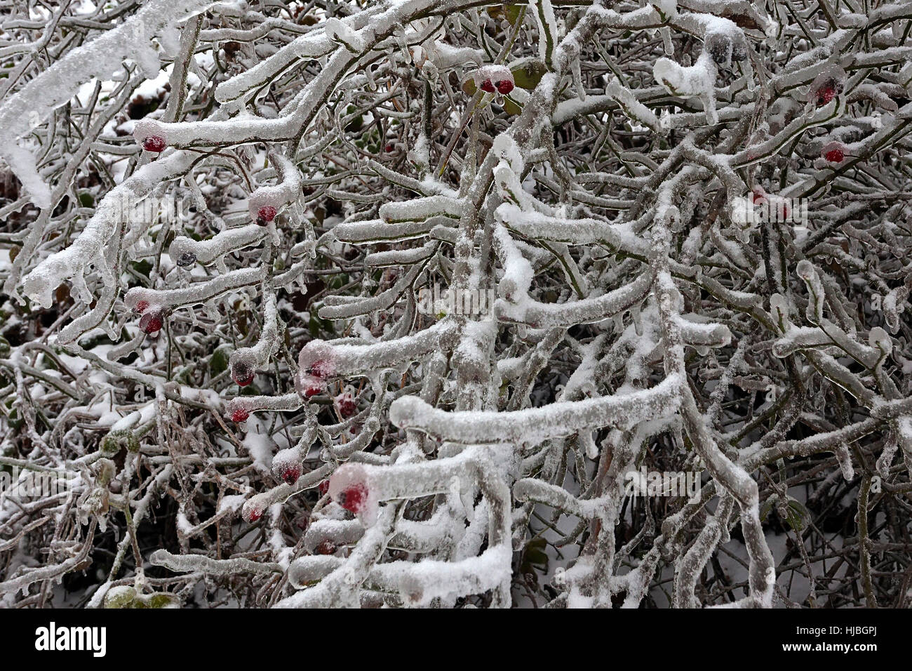 Winter trees branches covered hi-res stock photography and images - Alamy