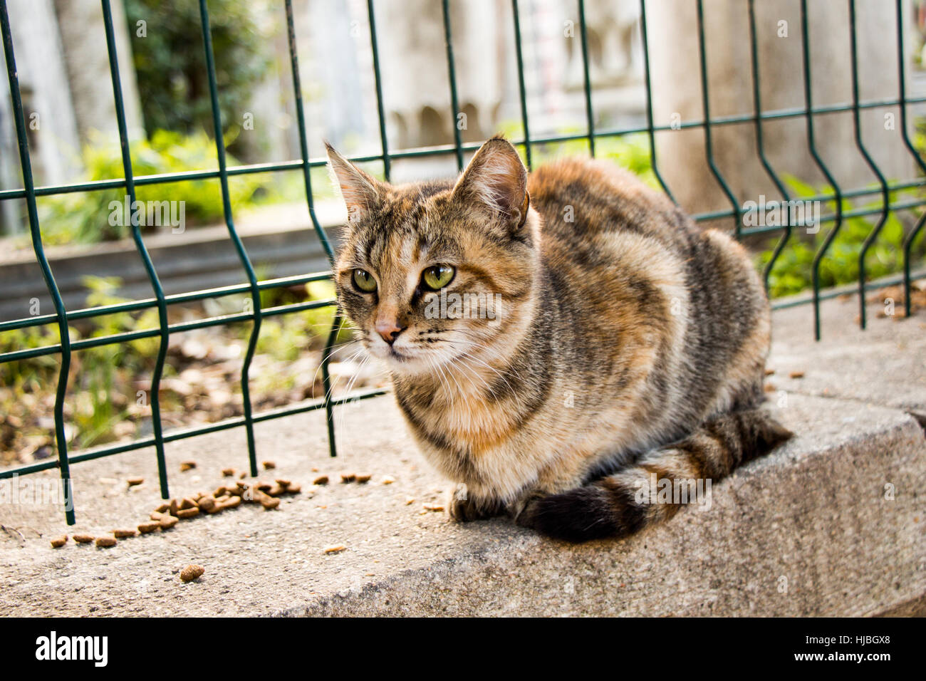 Another portrait of the homeless street cat Stock Photo - Alamy