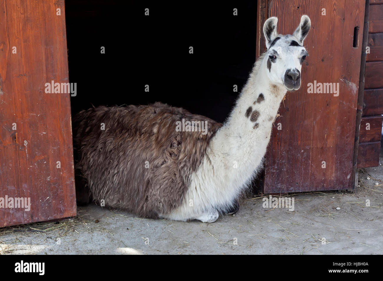 Zoo animals cage hi-res stock photography and images - Alamy