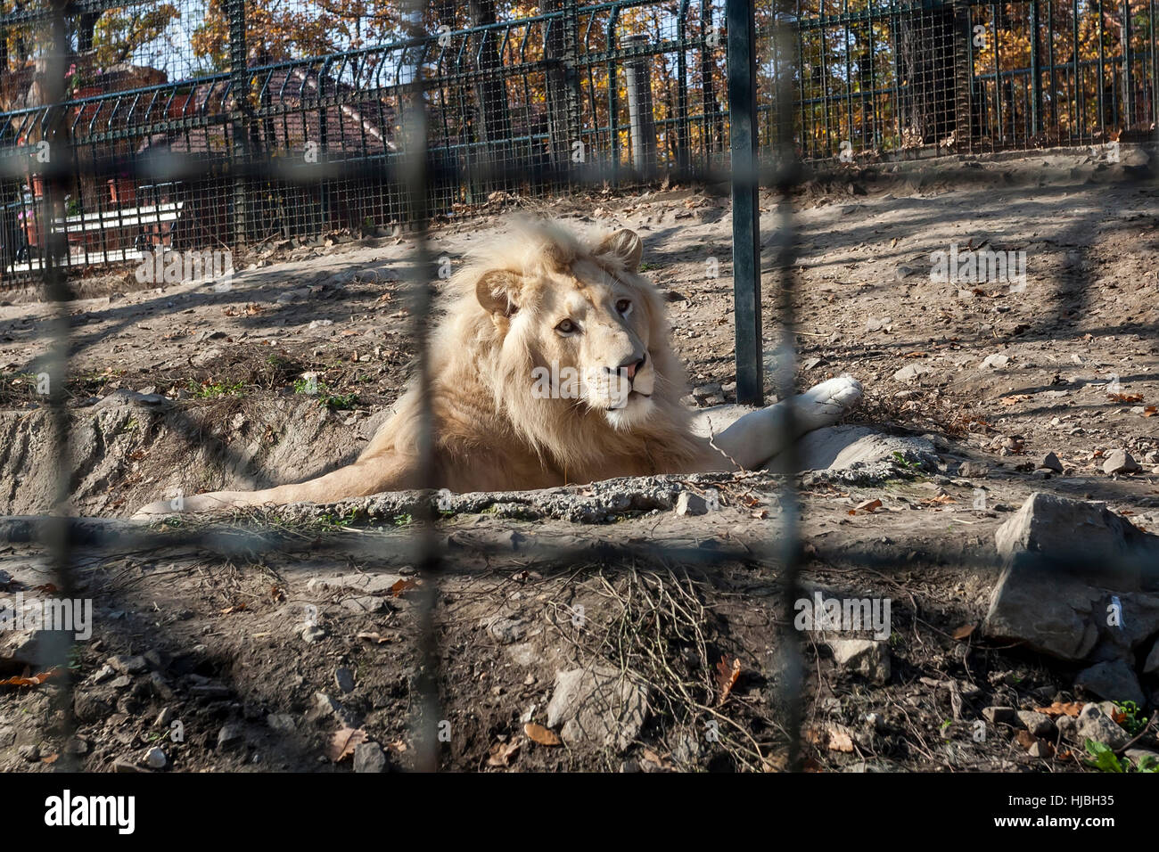 White lion lioness hi-res stock photography and images - Alamy